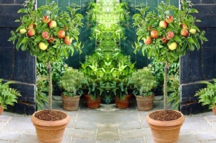 40 Fairy Garden Plants: A Comprehensive Miniature Guide