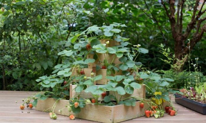 45 Creative Strawberry Planter Ideas: Transforming Your Garden