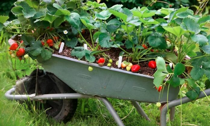 45 Creative Strawberry Planter Ideas: Transforming Your Garden