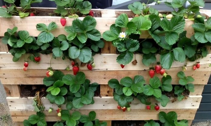 45 Creative Strawberry Planter Ideas: Transforming Your Garden