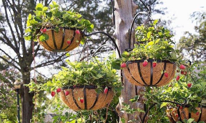 45 Creative Strawberry Planter Ideas: Transforming Your Garden