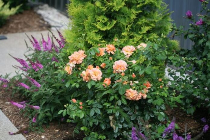 Front Yard Rose Garden Ideas: Designs to Elevate Outdoor Space