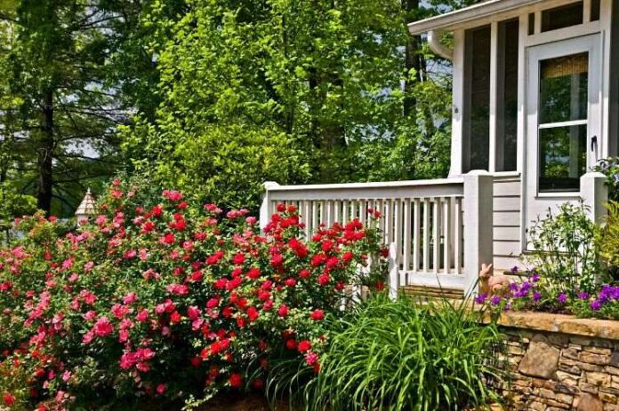 Front Yard Rose Garden Ideas: Designs to Elevate Outdoor Space