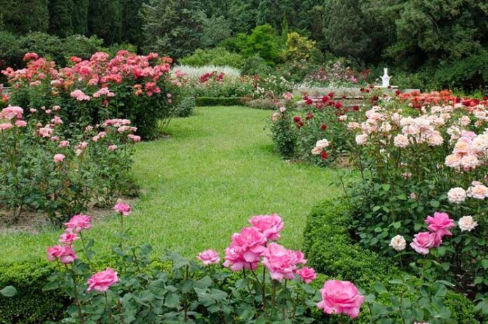 Front Yard Rose Garden Ideas: Designs to Elevate Outdoor Space