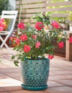 Front Yard Rose Garden Ideas: Designs to Elevate Outdoor Space