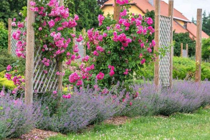 Front Yard Rose Garden Ideas: Designs to Elevate Outdoor Space