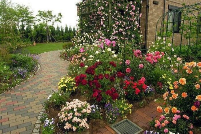 Front Yard Rose Garden Ideas: Designs to Elevate Outdoor Space