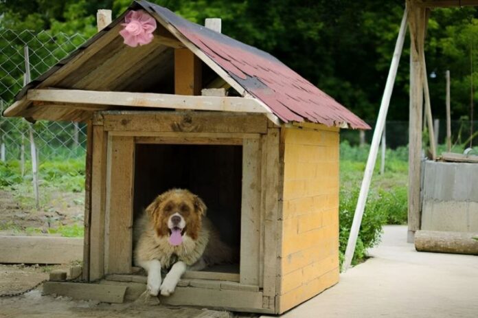Dog Friendly Backyard Ideas on a Budget: Revamp Outdoor Space