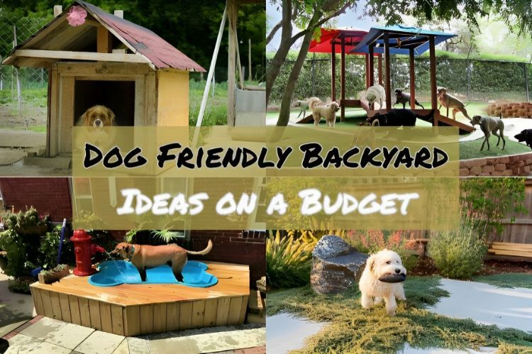 Dog Friendly Backyard Ideas on a Budget: Revamp Outdoor Space