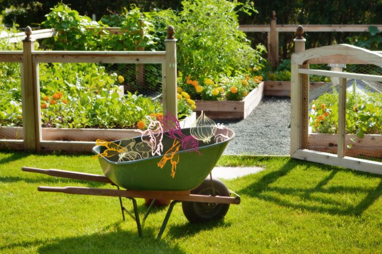 Cultivating Abundance: A Beginner's Guide to Backyard Farming