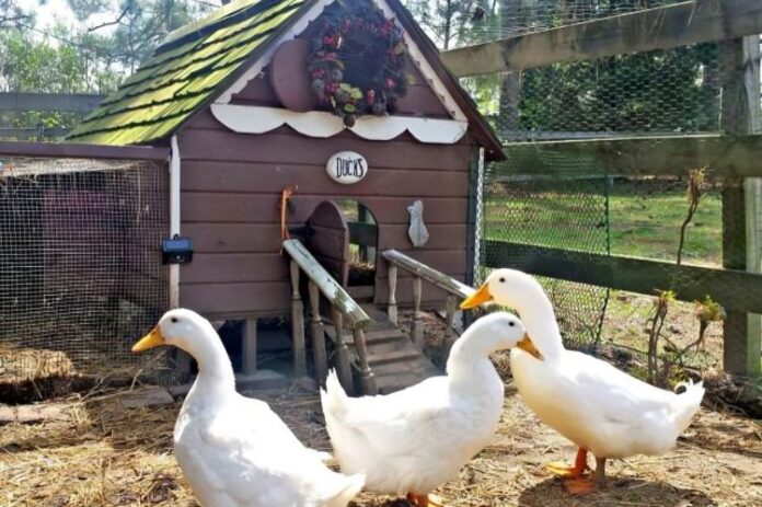 Duck House Ideas: 29 Designs to Transform Your Backyard Haven