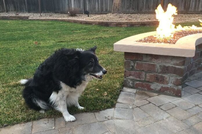 Dog Friendly Backyard Ideas: 32 Ideas Your Pooch Will Love