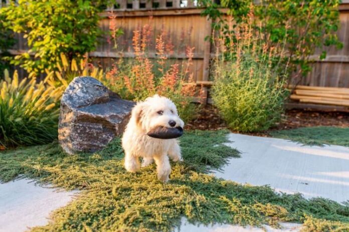 Dog Friendly Backyard Ideas: 32 Ideas Your Pooch Will Love