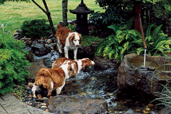 Dog Friendly Backyard Ideas: 32 Ideas Your Pooch Will Love