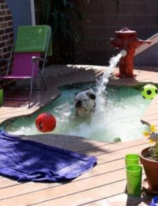 Dog Friendly Backyard Ideas: 32 Ideas Your Pooch Will Love