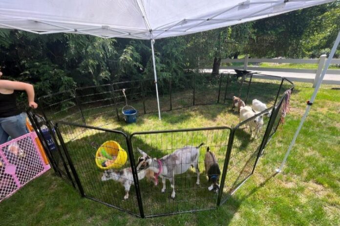 Backyard Kid Friendly Ideas: 25 Creative Suggestions
