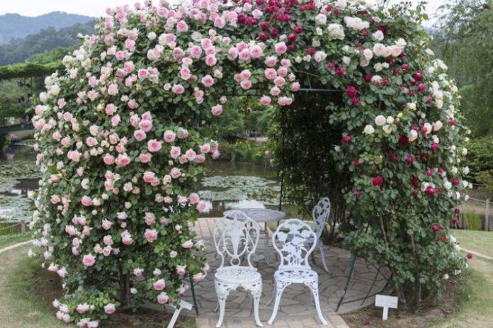 Rose Garden Ideas: Unlocking Inspiration with 30 Suggestions