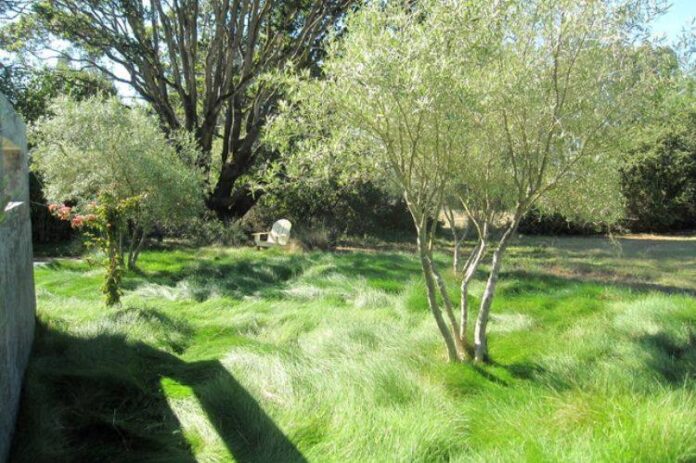 Coastal Landscaping Ideas: 25 Beachy Backyard Tips