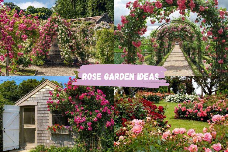Rose Garden Ideas: Unlocking Inspiration with 30 Suggestions
