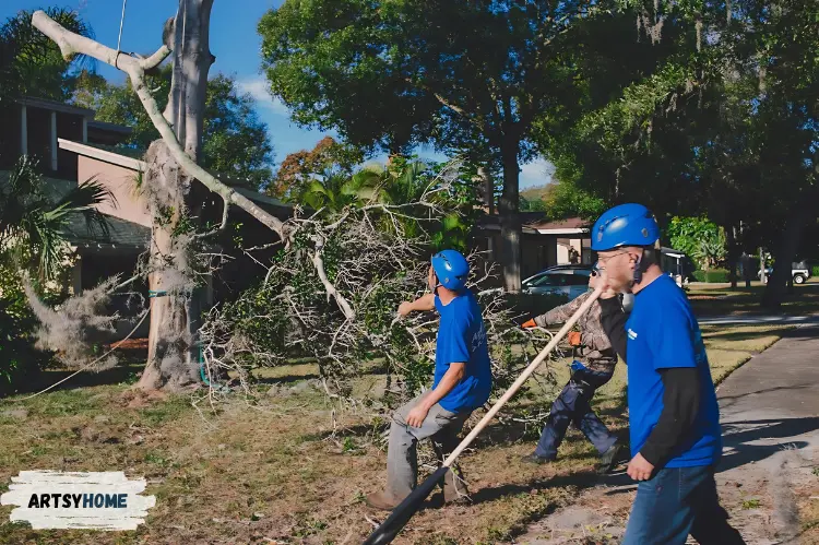 Emergency Tree Removal: Recognizing Urgent Signs and Action